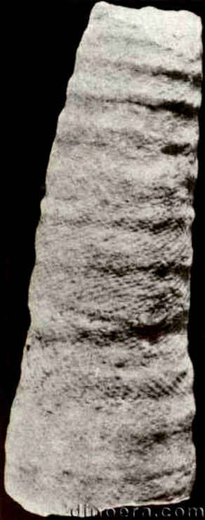 Древовидные плауны. Часть 4. Изоетовые (5- Полушники-II) | Dinoera.com ...