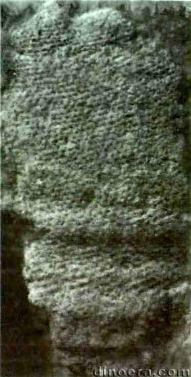 Древовидные плауны. Часть 4. Изоетовые (5- Полушники-II) | Dinoera.com ...