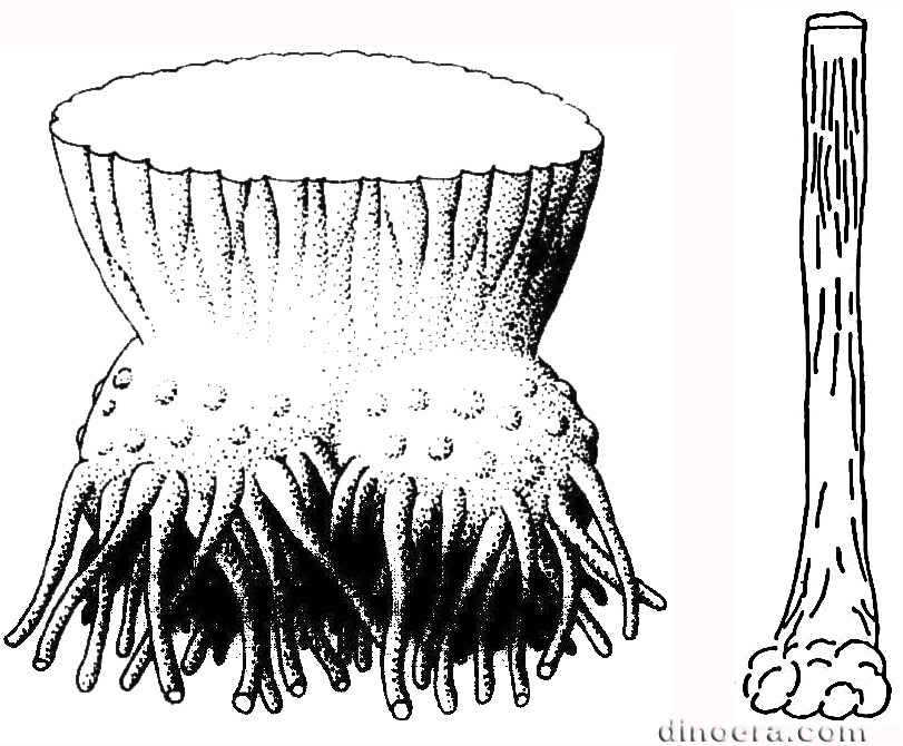 Древовидные плауны. Часть 4. Изоетовые (5- Полушники-II) | Dinoera.com ...