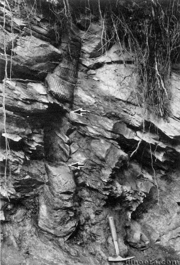 Древовидные плауны. Часть 4. Изоетовые (5- Полушники-II) | Dinoera.com ...