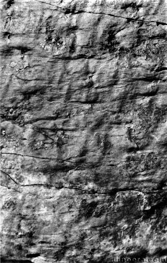 Древовидные плауны. Часть 4. Изоетовые (5- Полушники-II) | Dinoera.com ...