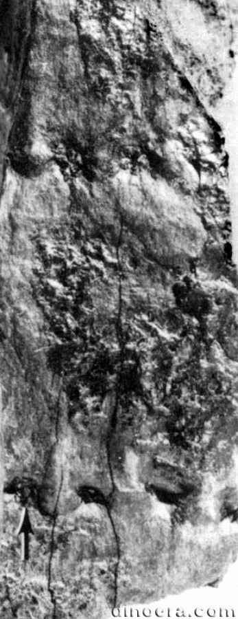 Древовидные плауны. Часть 4. Изоетовые (5- Полушники-II) | Dinoera.com ...