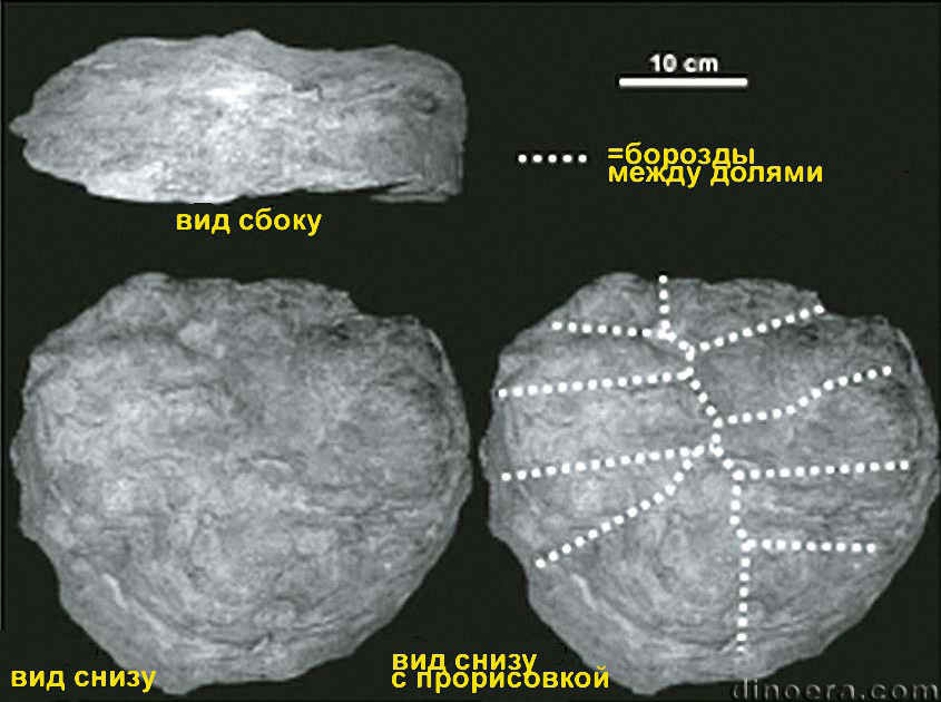 Древовидные плауны. Часть 4. Изоетовые (5- Полушники-II) | Dinoera.com ...