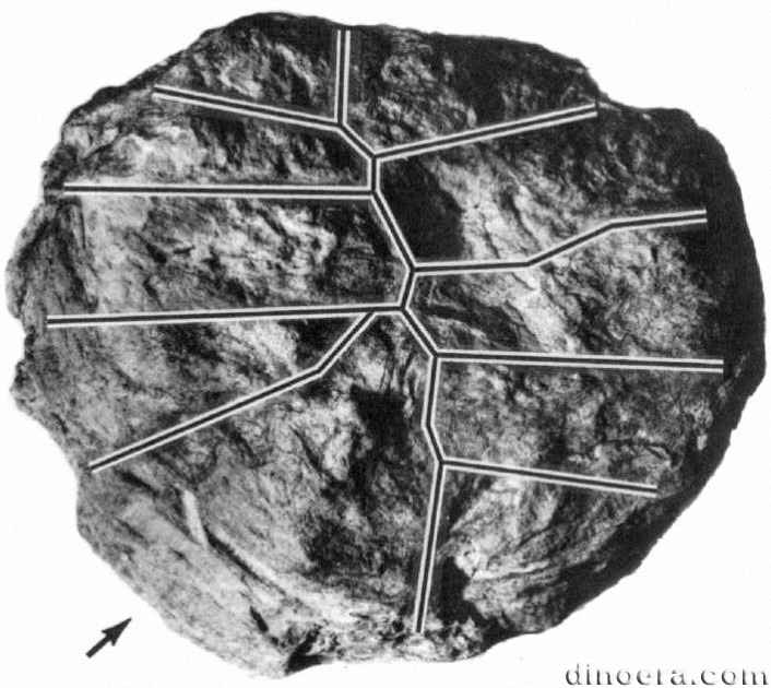 Древовидные плауны. Часть 4. Изоетовые (5- Полушники-II) | Dinoera.com ...