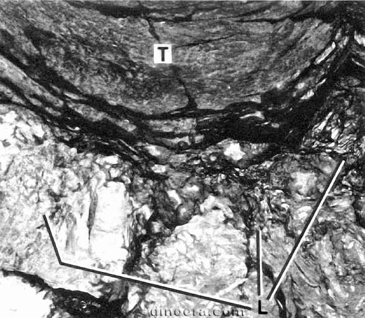 Древовидные плауны. Часть 4. Изоетовые (5- Полушники-II) | Dinoera.com ...