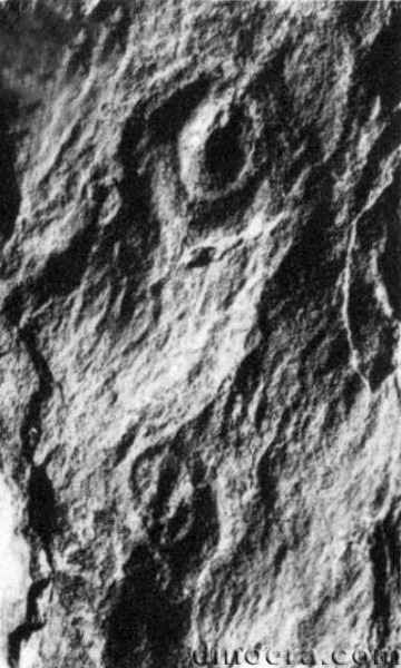 Древовидные плауны. Часть 4. Изоетовые (5- Полушники-II) | Dinoera.com ...