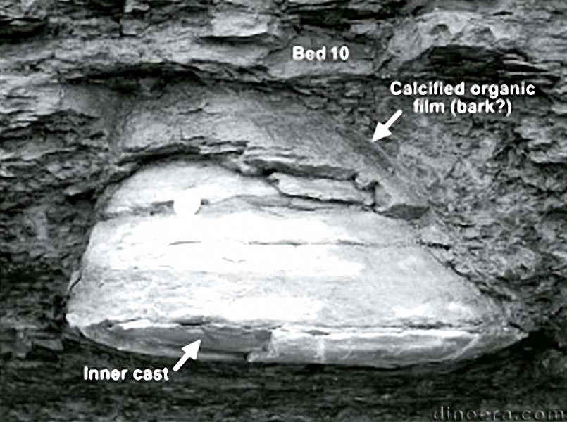 Древовидные плауны. Часть 4. Изоетовые (5- Полушники-II) | Dinoera.com ...