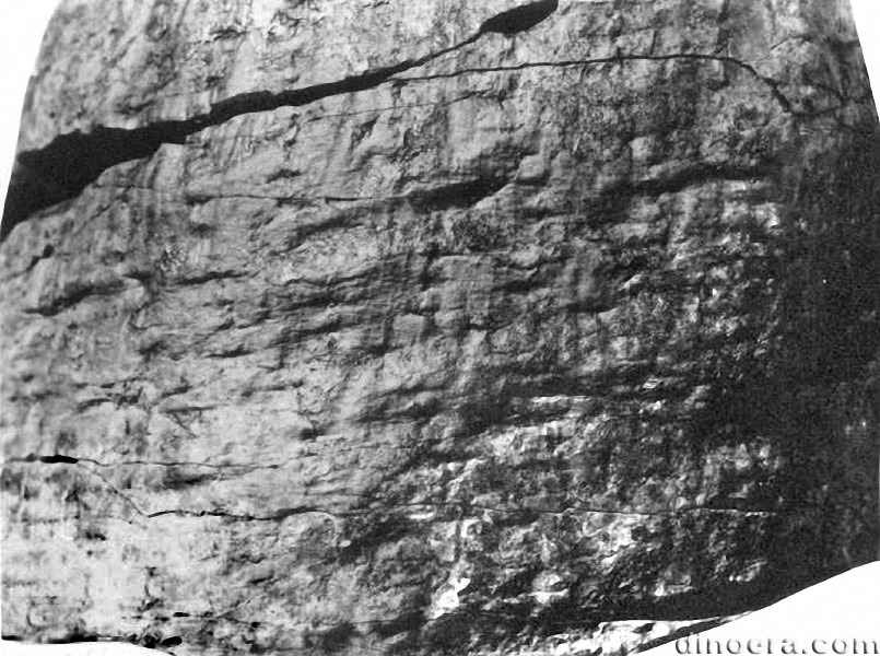 Древовидные плауны. Часть 4. Изоетовые (5- Полушники-II) | Dinoera.com ...